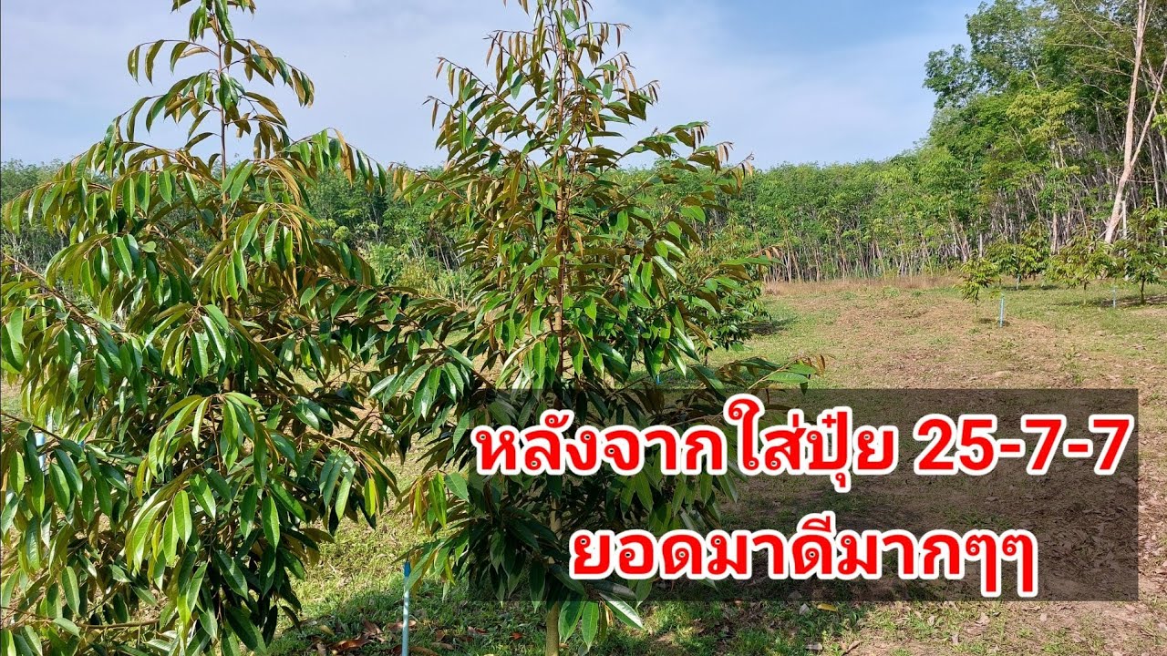 หลังจากใส่ปุ๋ย 25-7-7 มา 15 วัน ยอดทุเรียนมาดีมากๆๆ ##ทุเรียนต้นคู่ ...