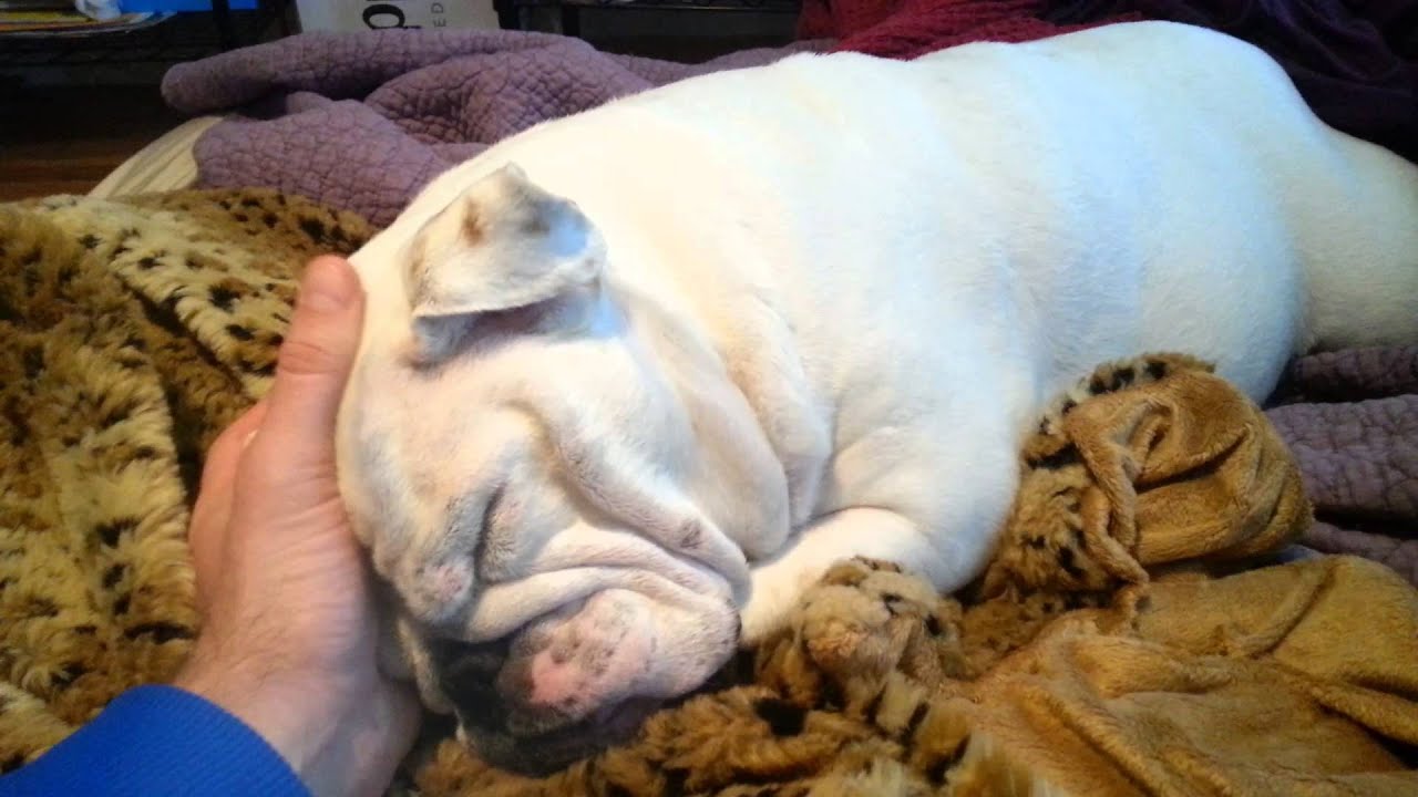 Sleepy bulldog waking up - YouTube