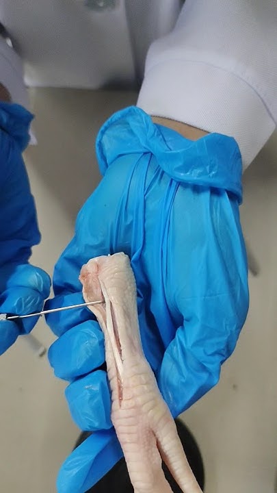 Chicken feet Dissection #science #microscope - YouTube