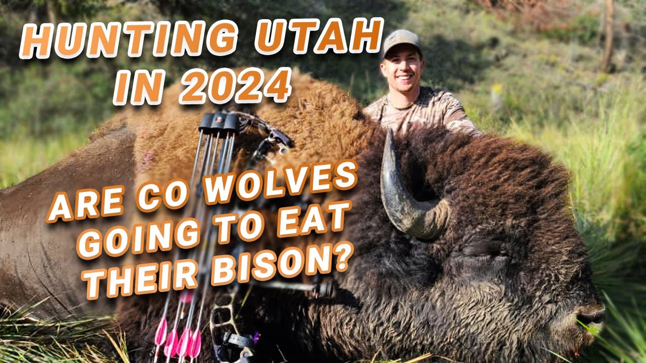 HUNTING UTAH in 2024 (CO Wolves Eating Their Bison, Draw, Technology ...