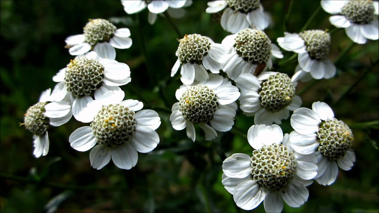 Sneezewort (Achillea Ptarmica) - 2012-08-11 - YouTube