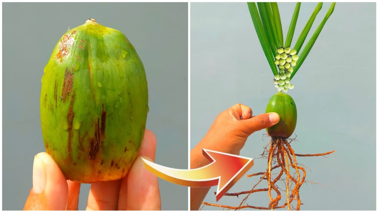 simple method growing coconut tree from coconut leaves - YouTube