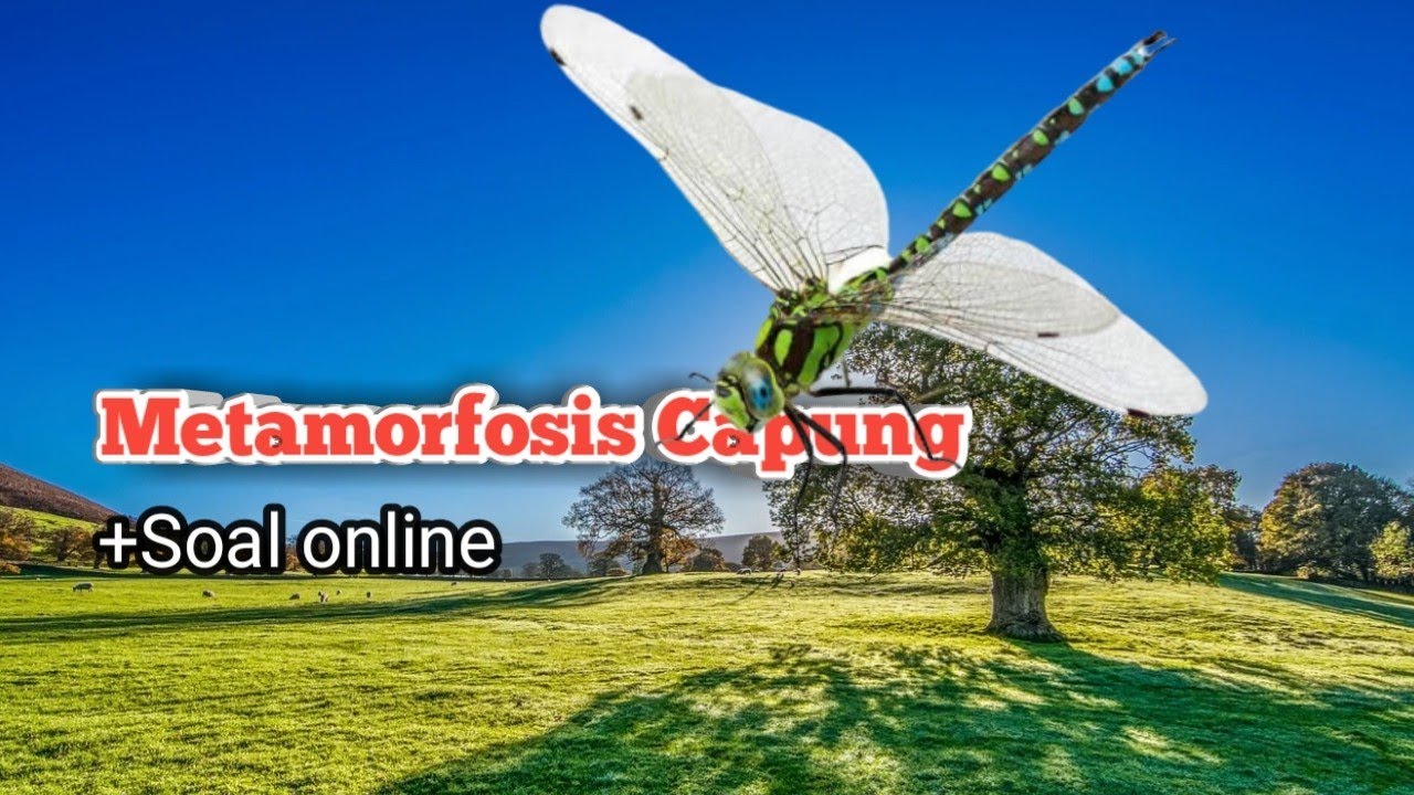 Tahapan Metamorfosis Capung dari Telur Hingga Dewasa - YouTube