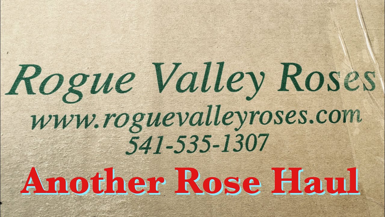 Rogue Valley Roses Haul! #unboxing #roses - YouTube