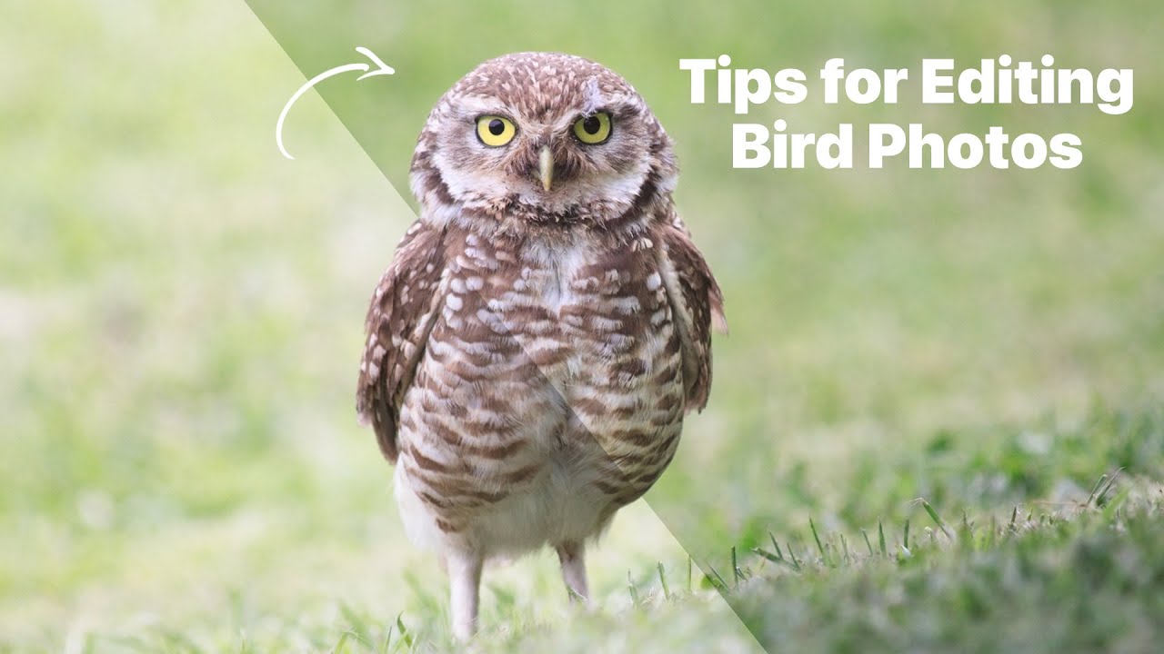 Professional Tips for Editing Bird Photography - YouTube