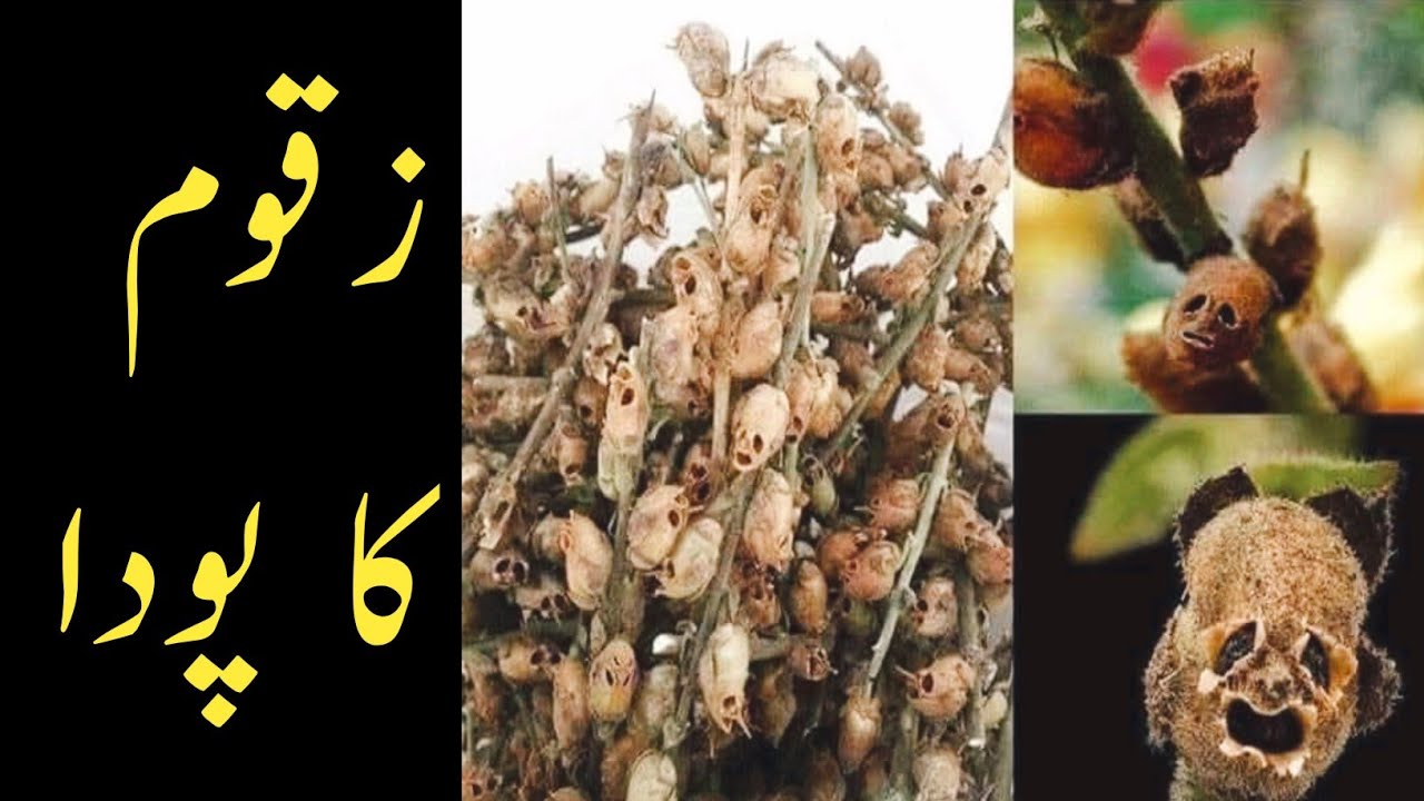 Zakoom Ka Poda - YouTube