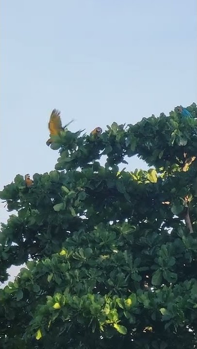 Guacamayos en Puerto Rico - YouTube