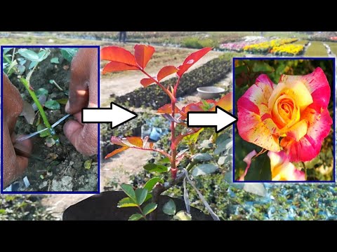 Rose Grafting - A to Z Described Step by Step | How To Graft Roses ...