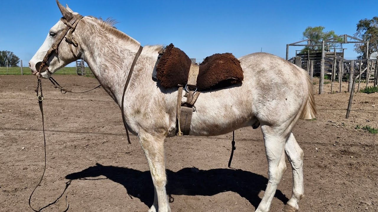 overo rosado muy manso para paseo,cabalgatas y trabajo rurales $1.200. ...