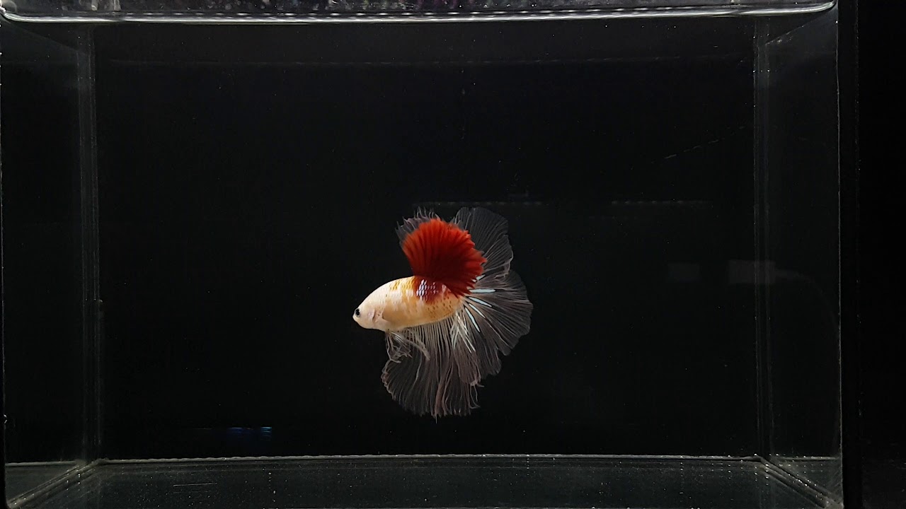 Male Betta : F165 Fancy Cellophane Red Fin Premium Rare - YouTube