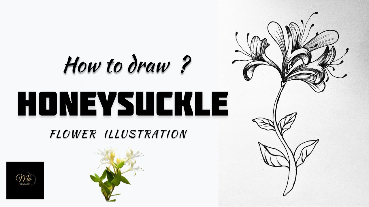 Honeysuckle flower illustration || How to draw Honeysuckle flower ...
