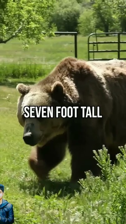 "Grizzly Bear vs. Professional Eater: Who Devours More? | Max Fosh Challenge" - YouTube