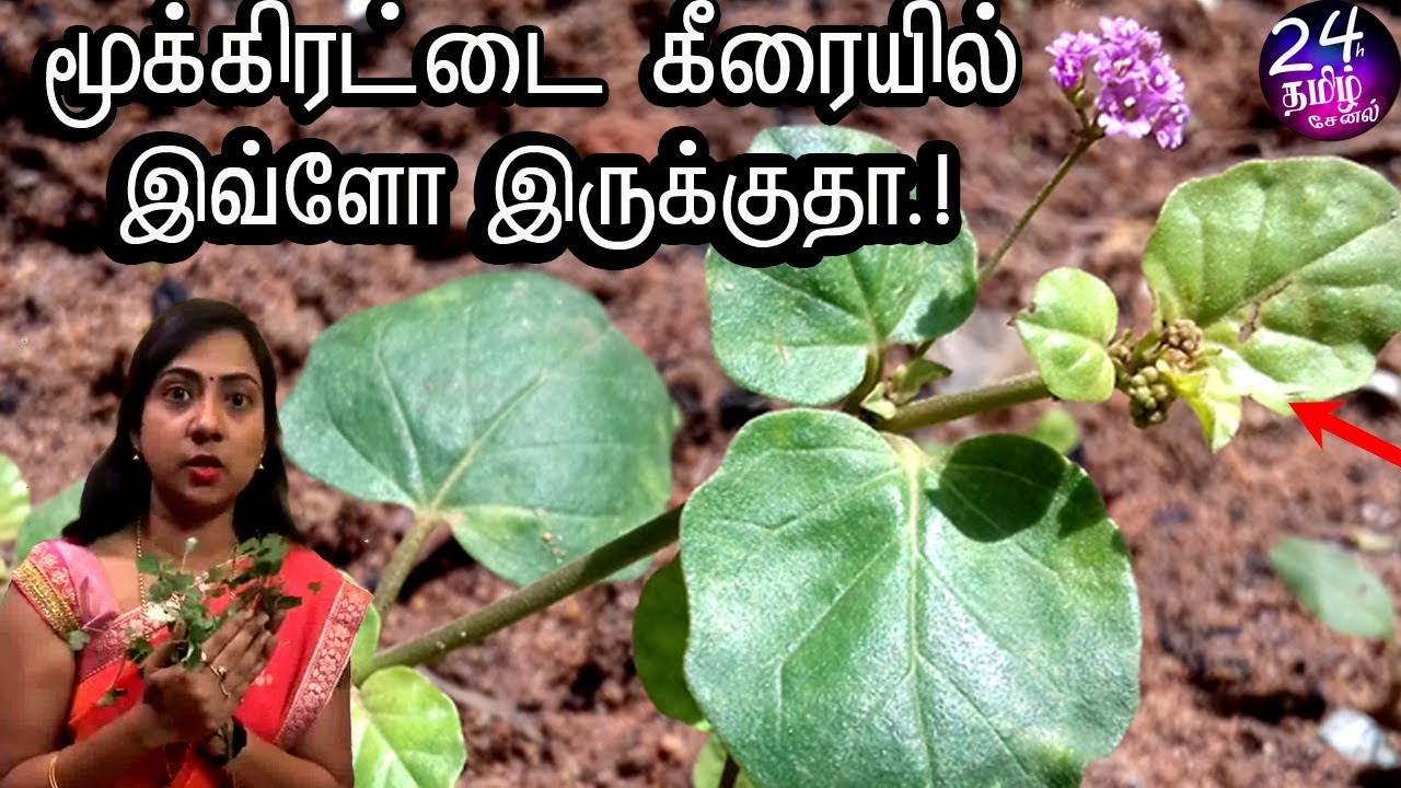 மூக்கிரட்டை மூலிகை மருத்துவ பயன்கள் || mookirattai keerai benefits ...