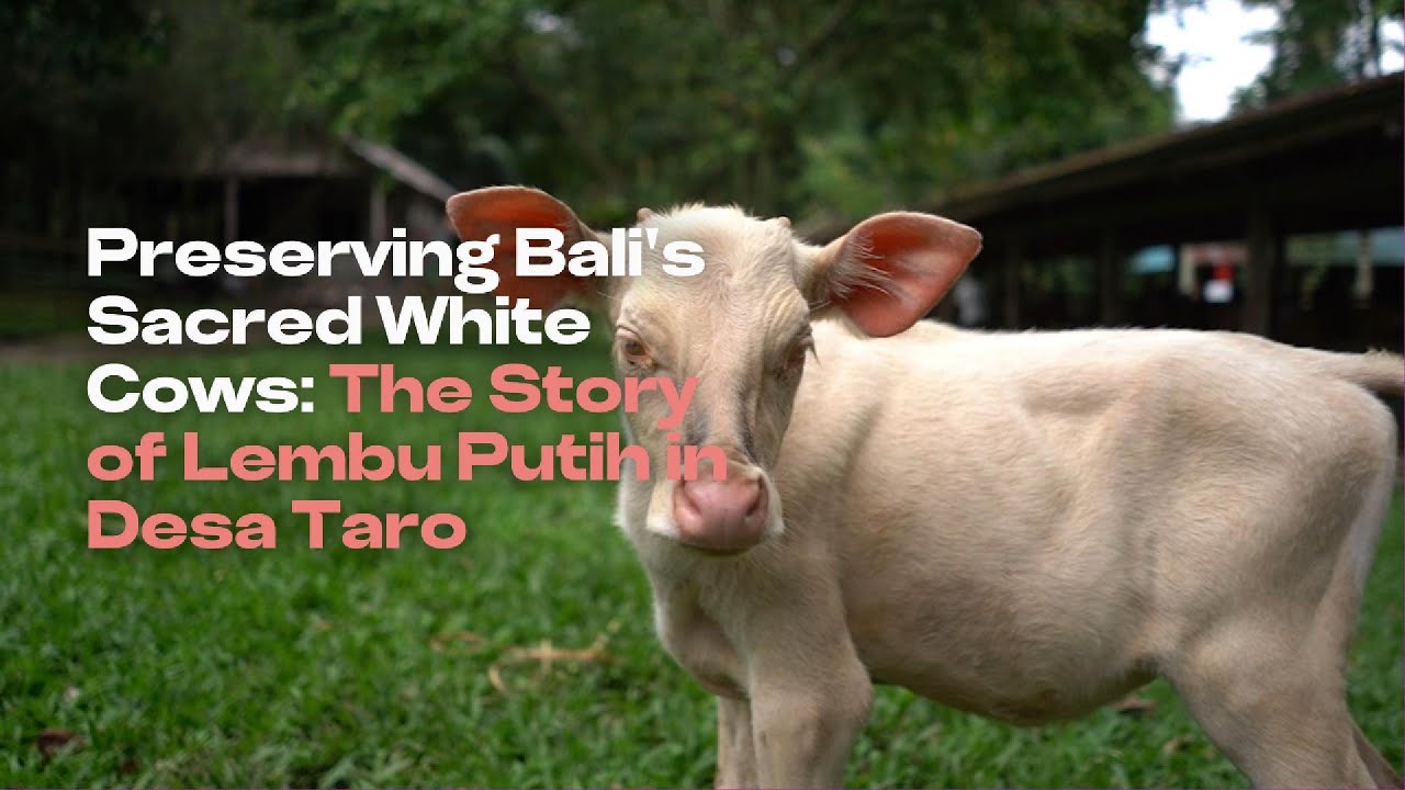 Discover the Sacred Lembu Putih at Desa Taro, Gianyar - YouTube