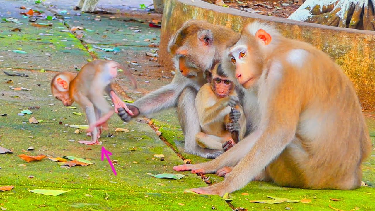 Wow...Monkey MELONA make a cute style to baby monkey MILINO look like ...