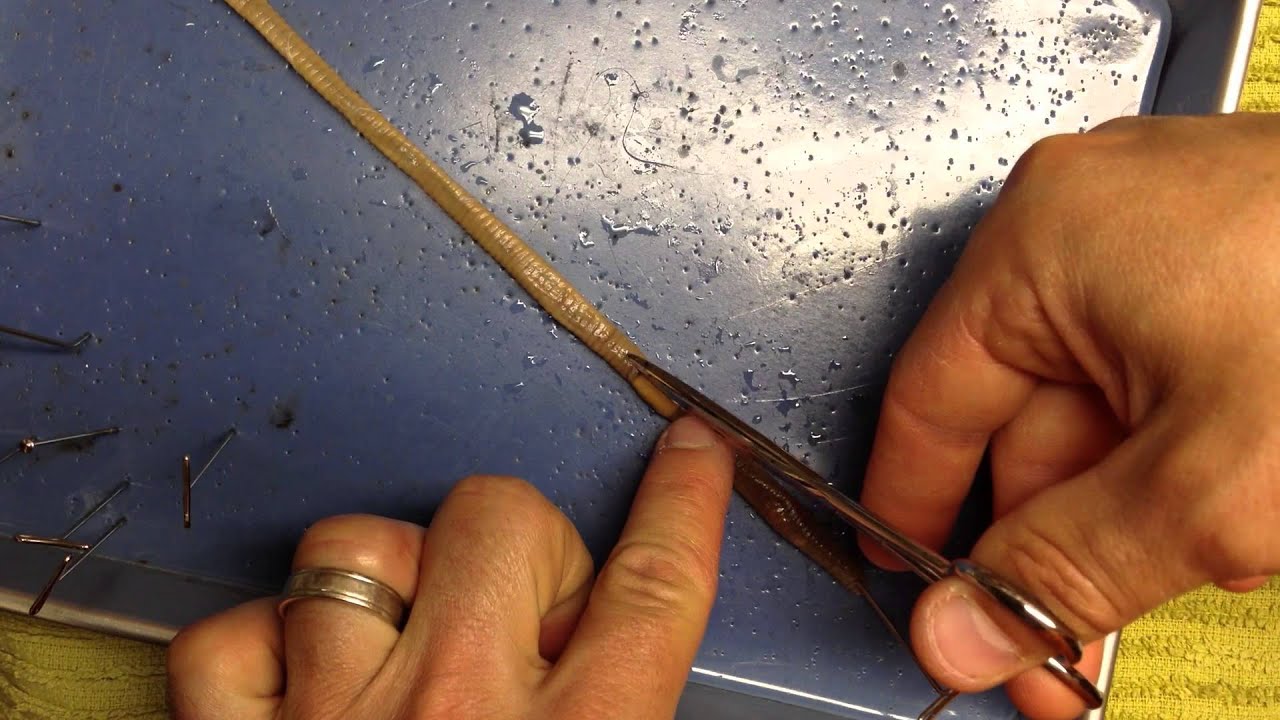 Earthworm Dissection YouTube Earthworm Dissection YouTube