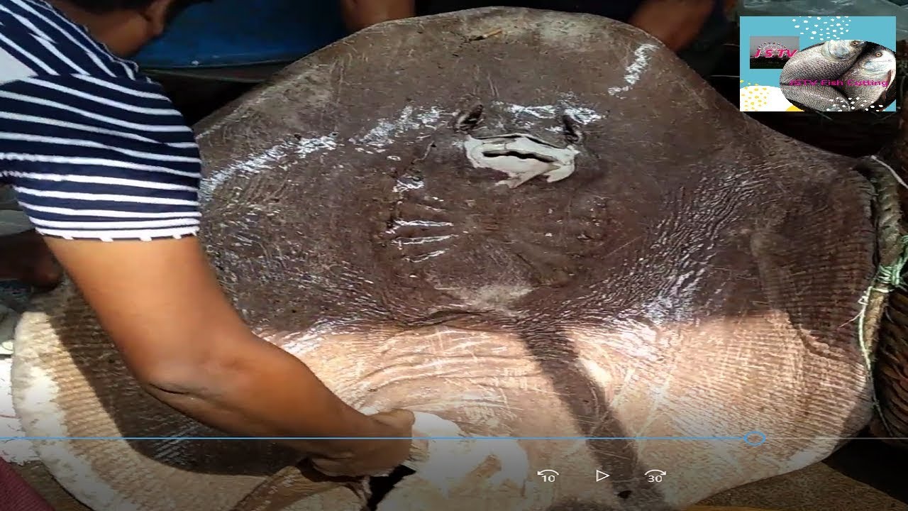 How to Marbled Electric Ray Fish Display **Secrete Tips** - YouTube
