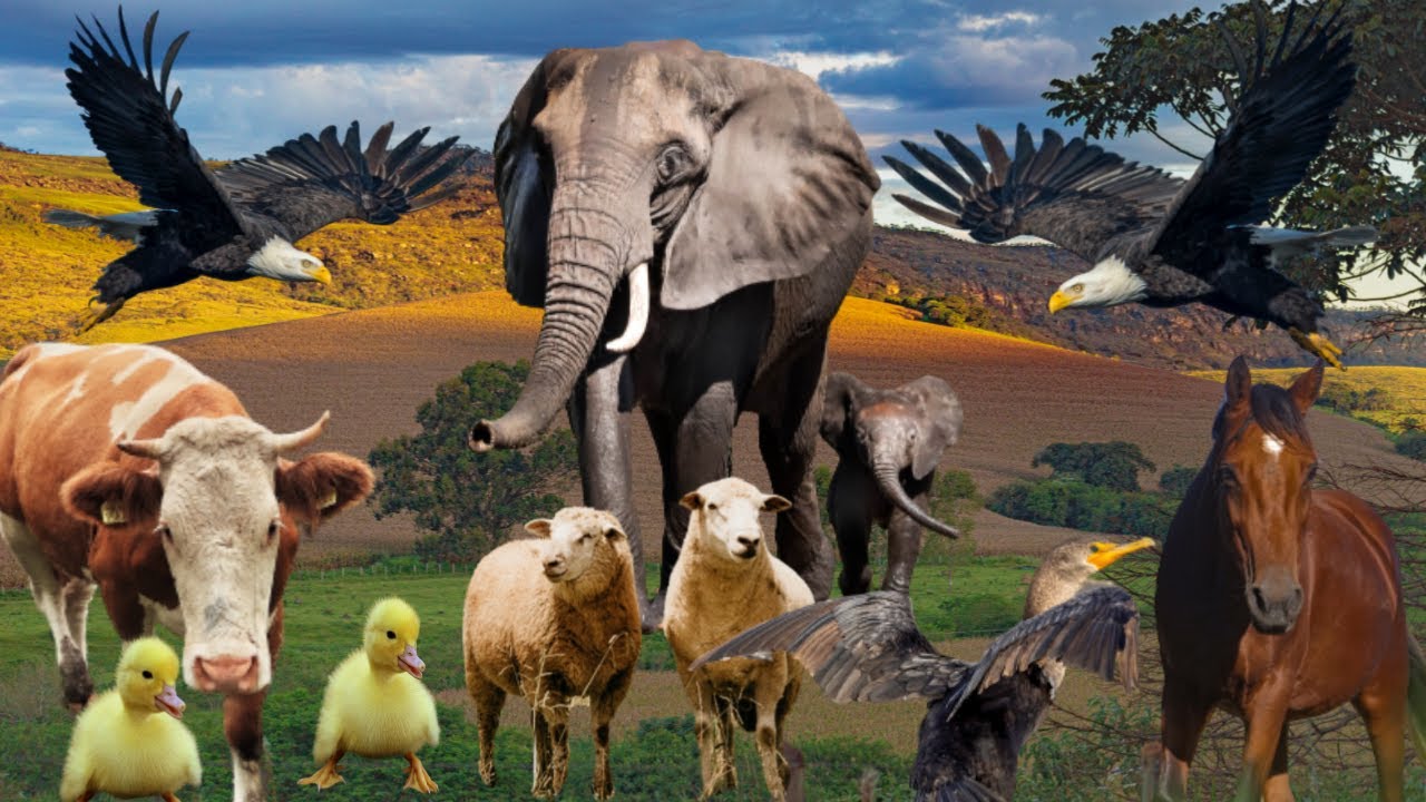 Cute farm animals and pets, fun animal sounds - Part 9 cats, dogs, cows ...