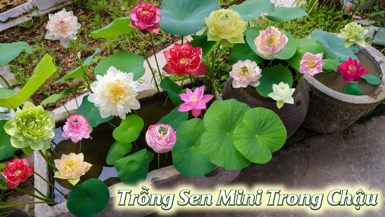 Kinh nghiệm và kỹ thuật trồng Hoa Sen Mini trong chậu tại nhà - YouTube