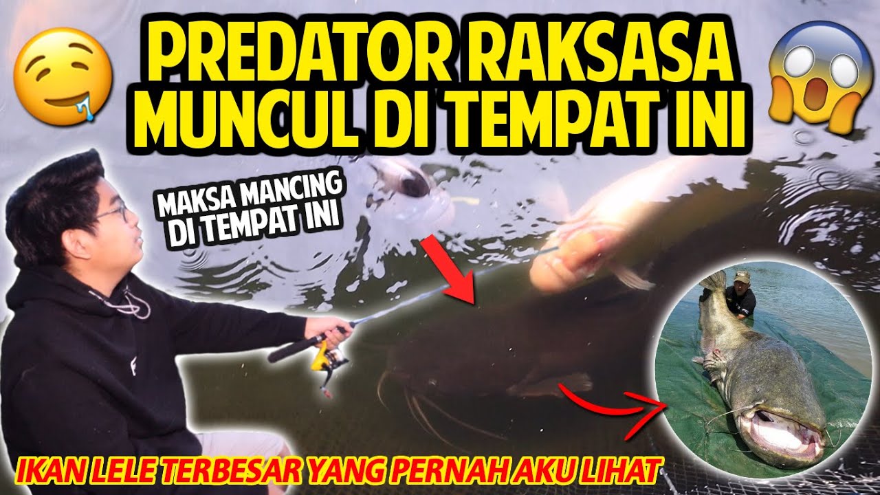 IKAN PREDATOR RAKSASA MUNCUL DI TEMPAT INI! SEMUA IKAN RAKSASA SEBESAR ...