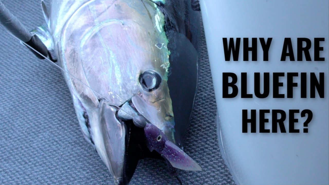 Bluefin in Southern California? | Captain Dave EXPLAINS - YouTube
