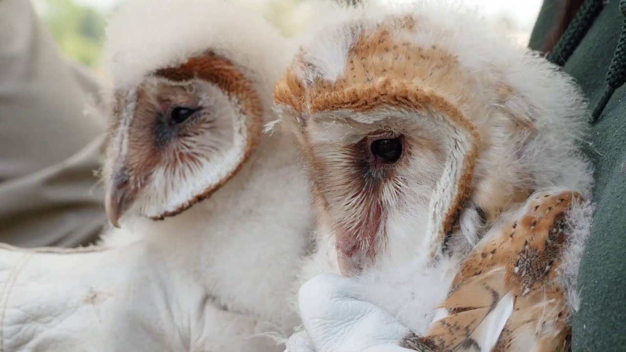 Barn owls in Indiana - YouTube