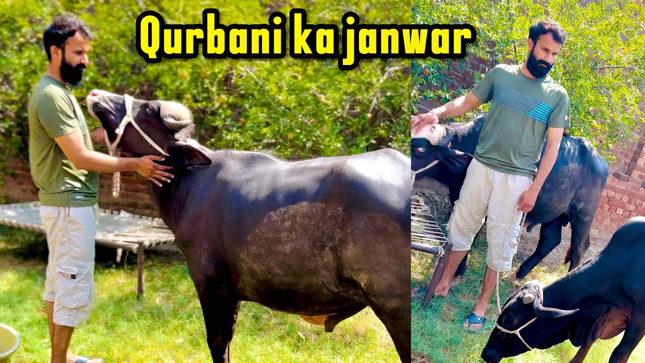 Qurbani ka Janwar ly liya | bht mushkil sy khubsurat janwar mila ...