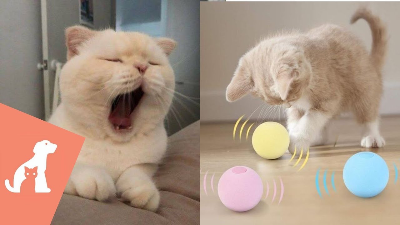 GATOS FOFOS E ENGRAÇADOS - CUTE AND FUNNY CATS - YouTube