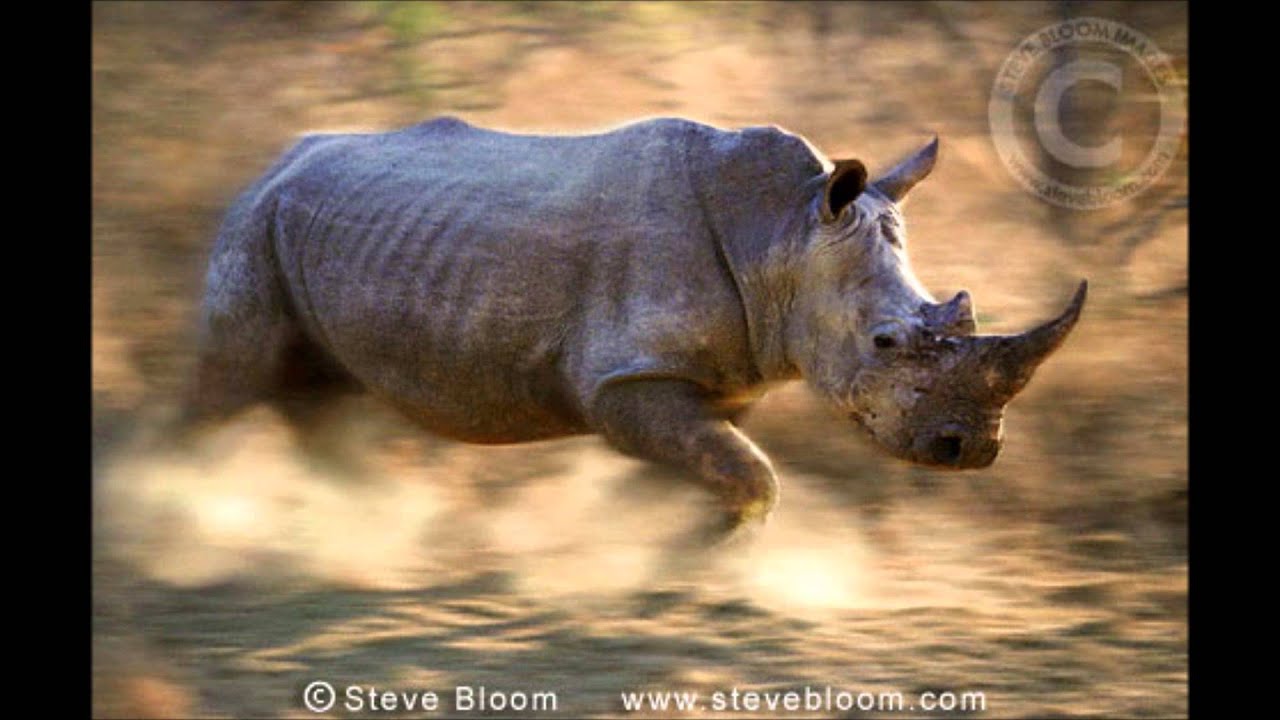 Bison vs Rhino: Epic Beat Down - YouTube