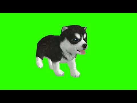 Dog || Green screen dog || Dog green screen || Dog walk || chroma key ...