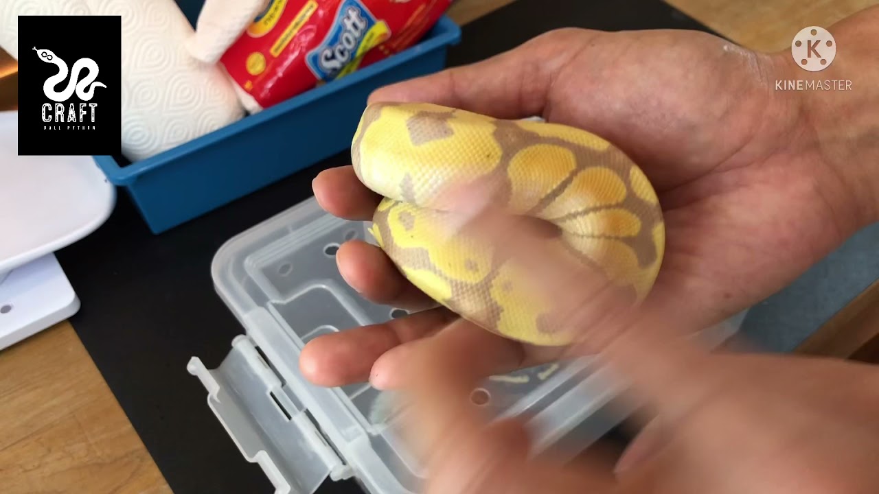 วิธีการเช็คเพศงูบอลด้วยการpop ฉบับง่ายจริงๆและทำได้เองแน่นอน How To Sex Ball Pythons Youtube 7479