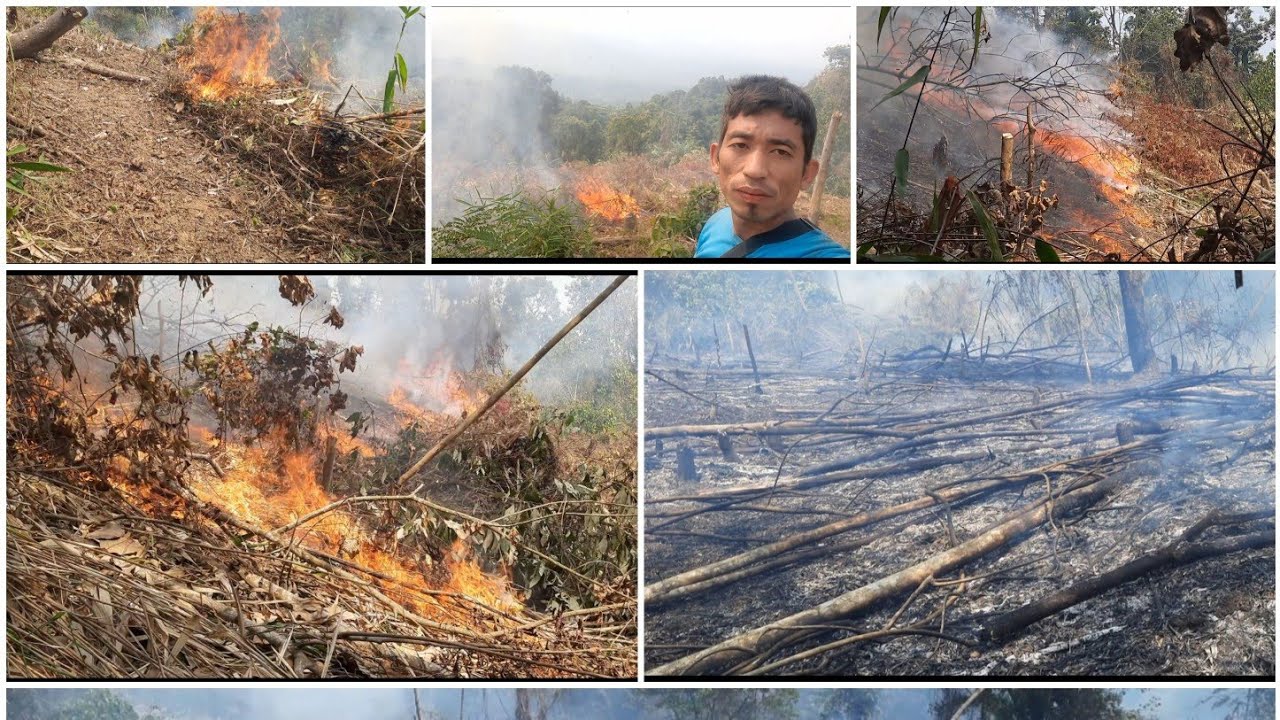 Jhum Cultivation in my Village # Burning of trees - YouTube