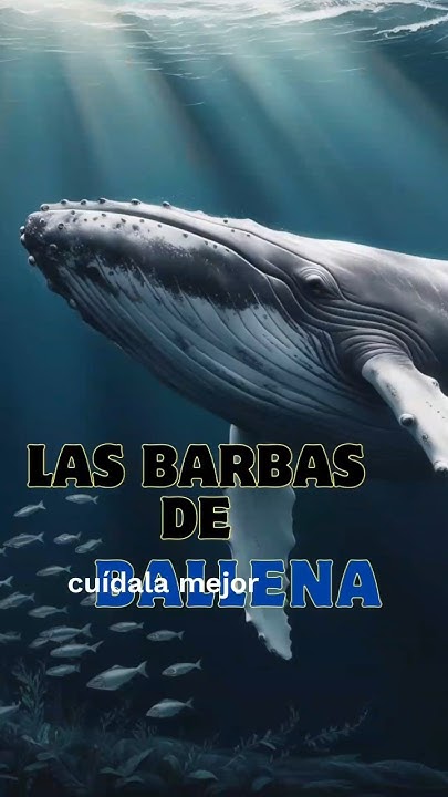 Sabias que las ballenas tienen barba ? ️🌊 #ballenas #animal #ocean #curiosidades #animales # ...