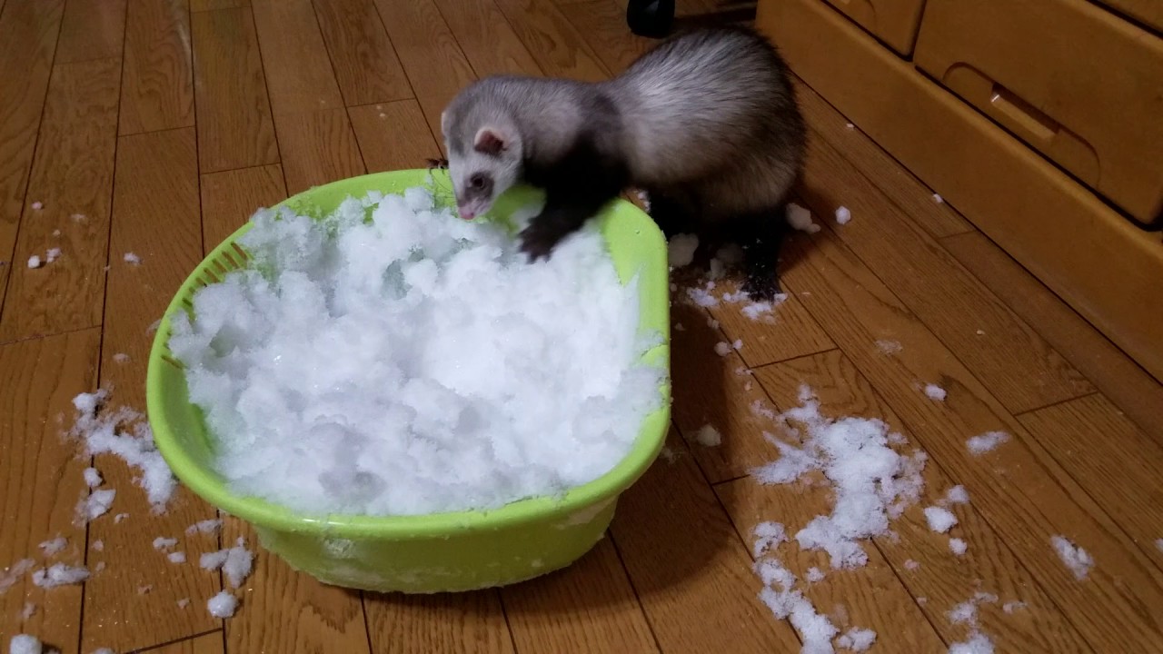 Ferret Plays With Bowl of Snow - YouTube