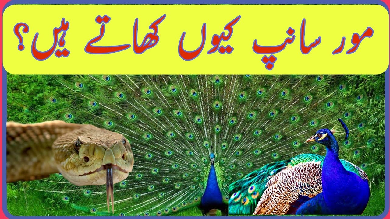 Why do peacocks eat snakes?|An interesting reason emerged|Amazing Blue ...