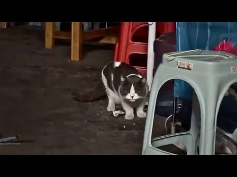 a starving stray cat came to the warehouse trying to please the owner ...