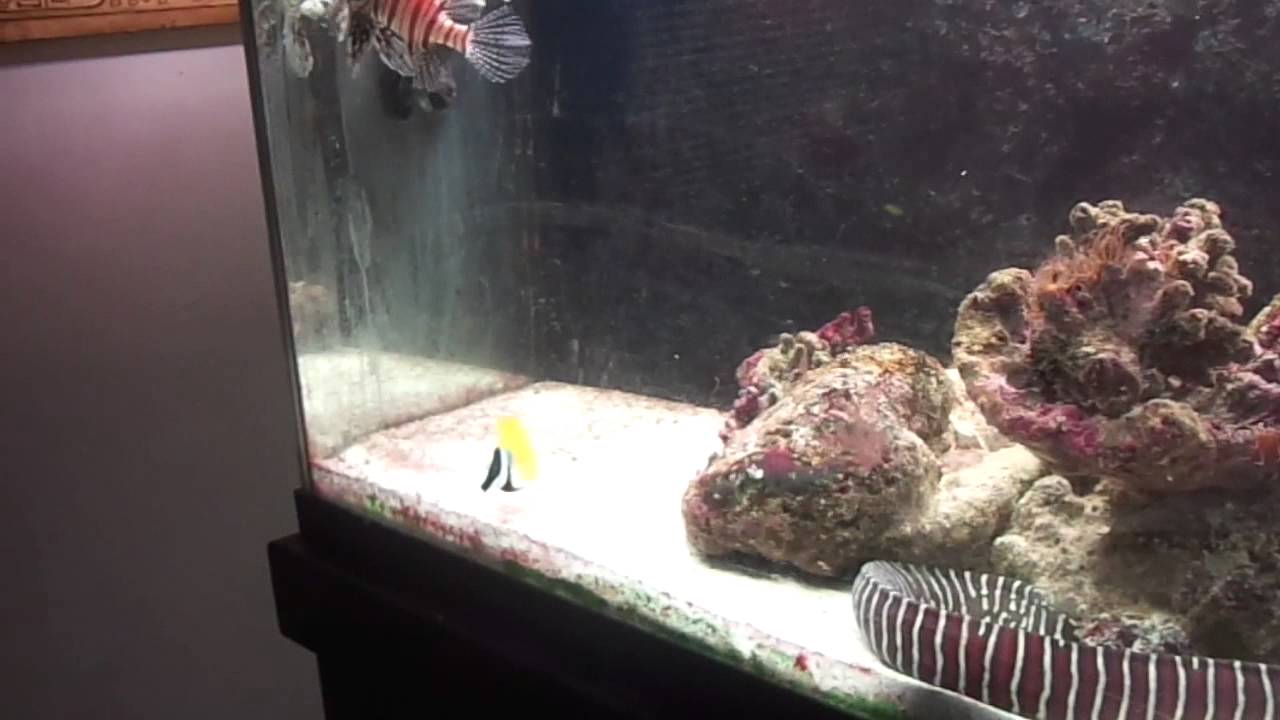 125 Gallon Saltwater Predator Tank - YouTube