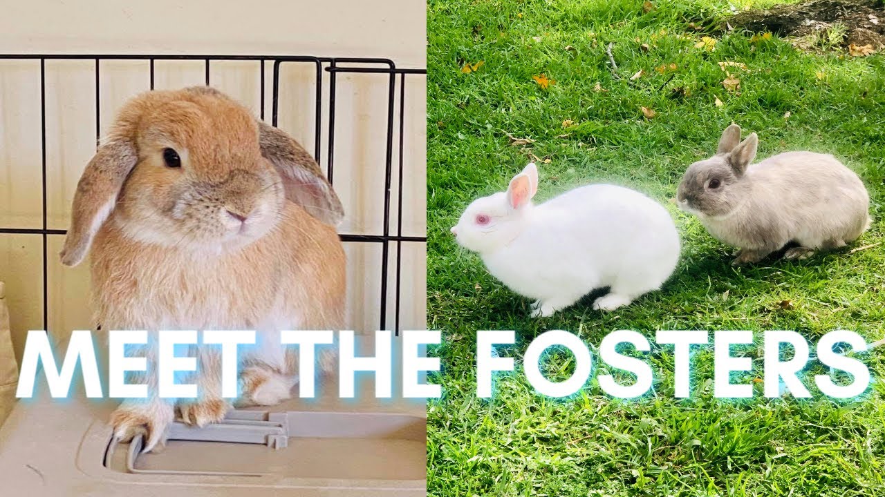MEET THE FOSTERS! |The Rabbit Sanctuary Australia - YouTube