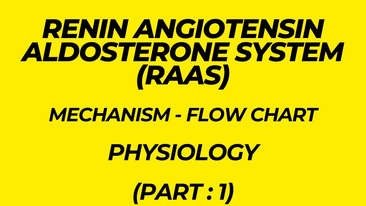 Renin Angiotensin Aldosterone System (RAAS): Mechanism - Flow chart ...