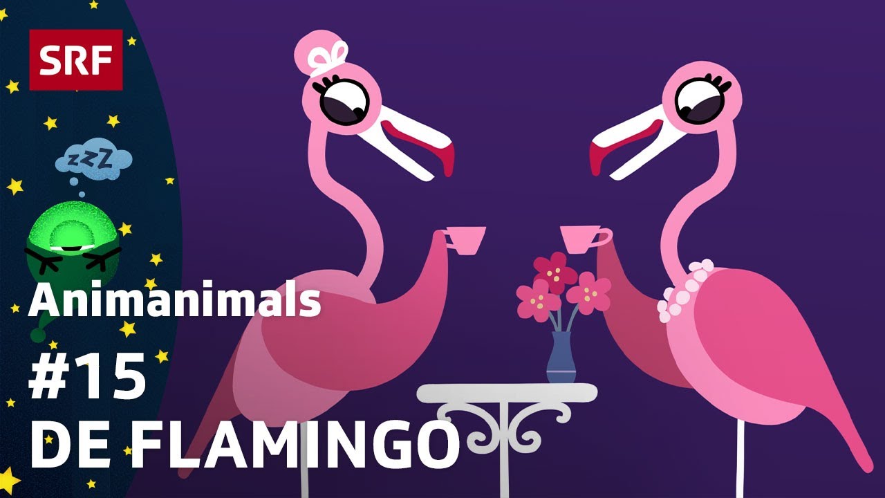 Guetnachtgschichtli: Animanimals – Flamingo #15 | Kindervideos | SRF ...