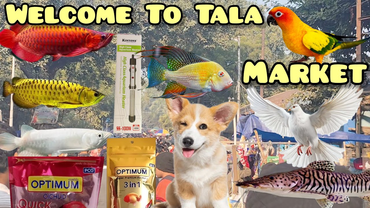Welcome To Tala Market 🥰|| VISIT PET MARKET - YouTube