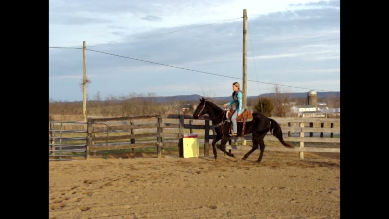 FINISHED RANCH HORSE, PASTURE ROPE, TRAIL RIDE, RANCH WORK, GENTLE AND ...