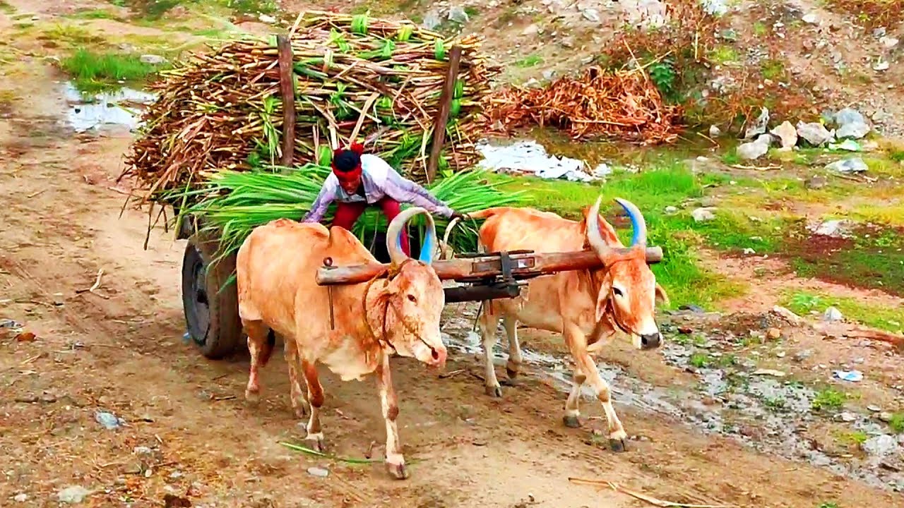 man riding bullock cart sugarcane heavy load race | bullock cart videos ...