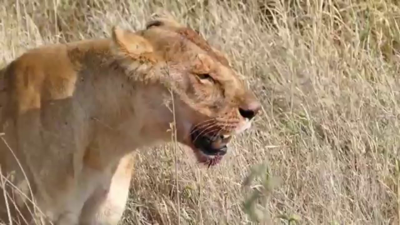National Geographic Wild Life - Lion Mating and Tiger Mating Period ...