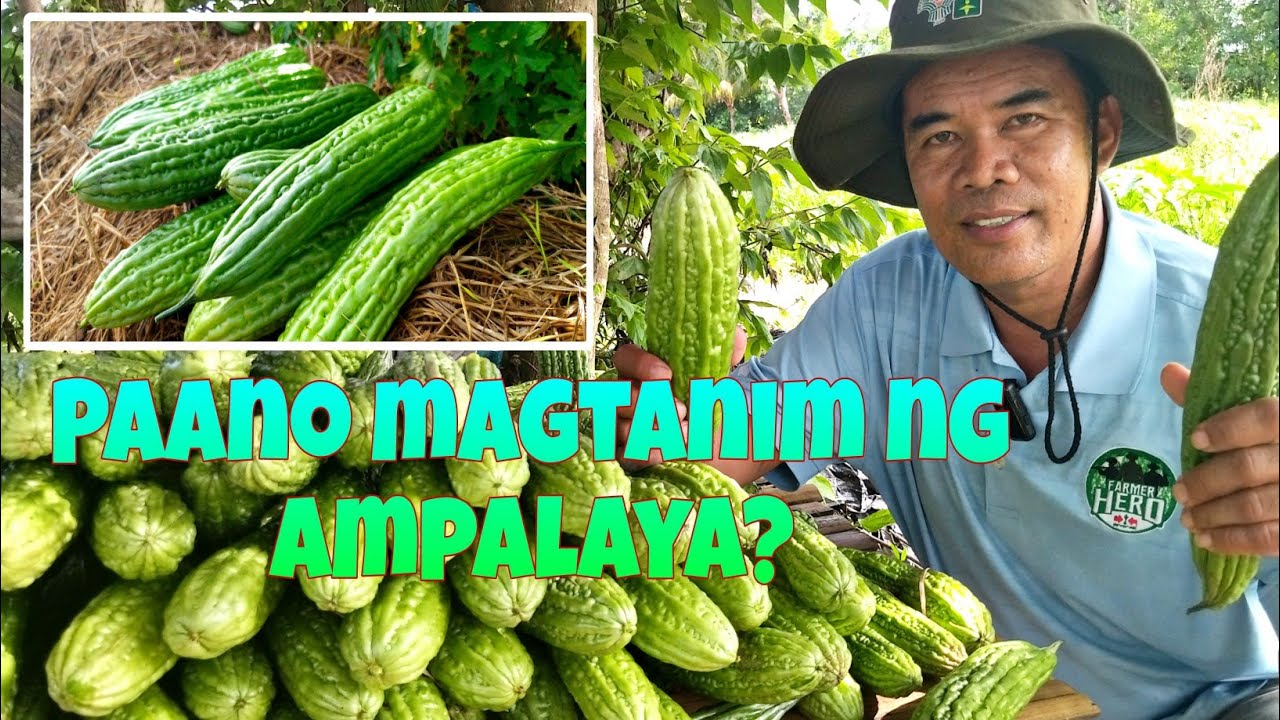 Paano magtanim ng Ampalaya?Si Tatay Joseph ay gusto ring magtanim! - YouTube
