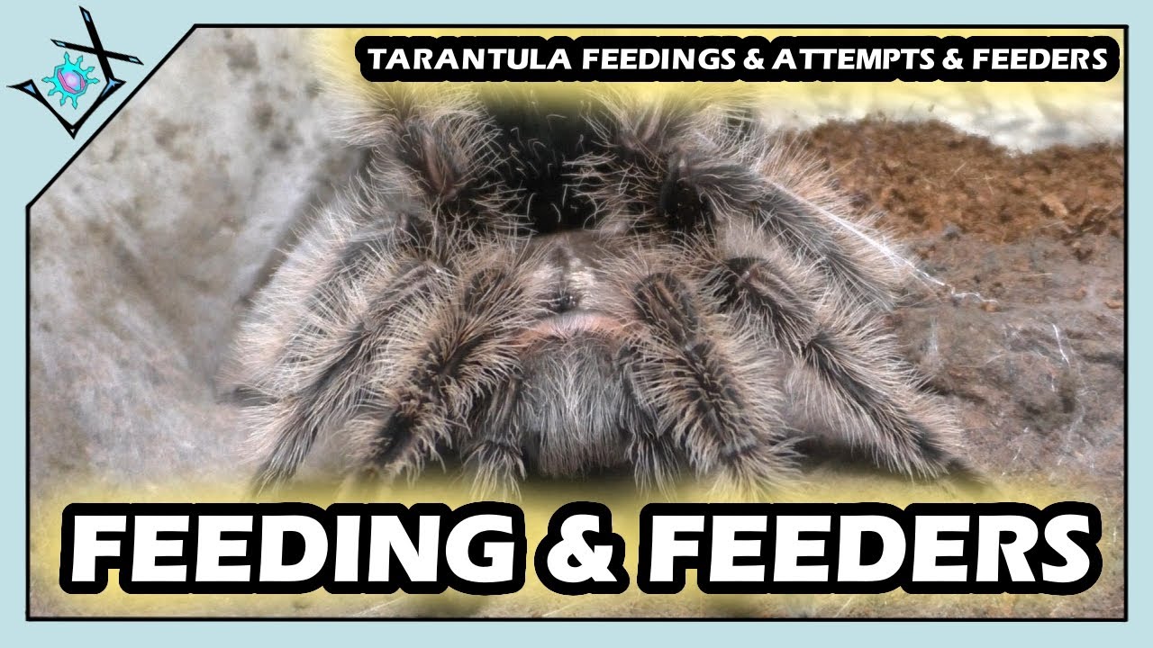 Post Molt Tarantula Feeding & Feeders I Use【Tarantula Post Molt ...