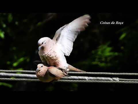 POMBA AVOANTE acasalamento (ZENAIDA AURICULATA), EARED DOVE, POMBA-DE ...