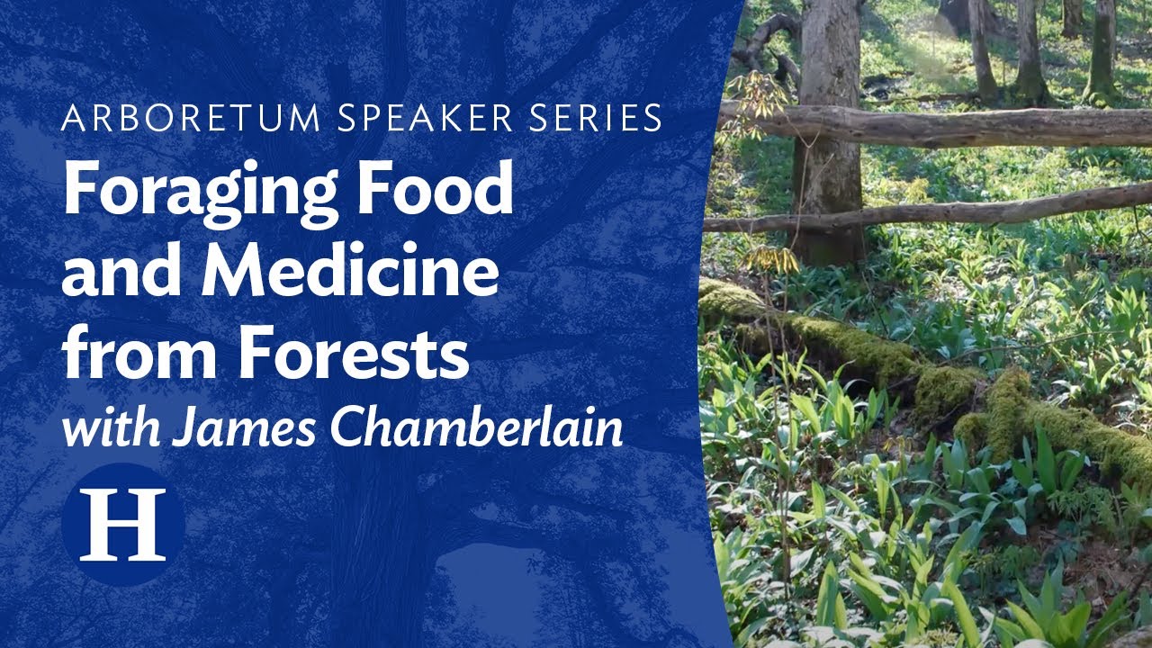 Foraging Food and Medicine from Forests with James Chamberlain ...