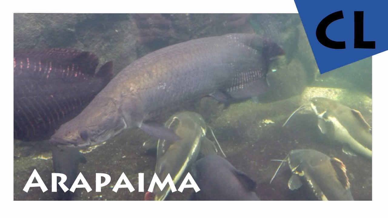 [HD] Arapaima - Arapaima Gigas // BERLIN AQUARIUM - YouTube