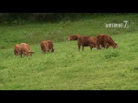 Krowa Limousine - YouTube